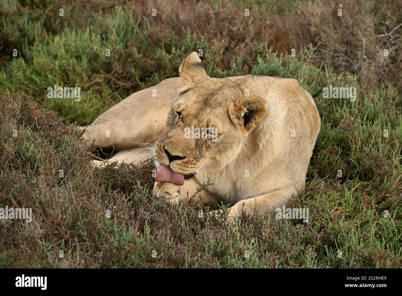 Iconic African Lioness laying down on the grass - safari Stock Photo ...