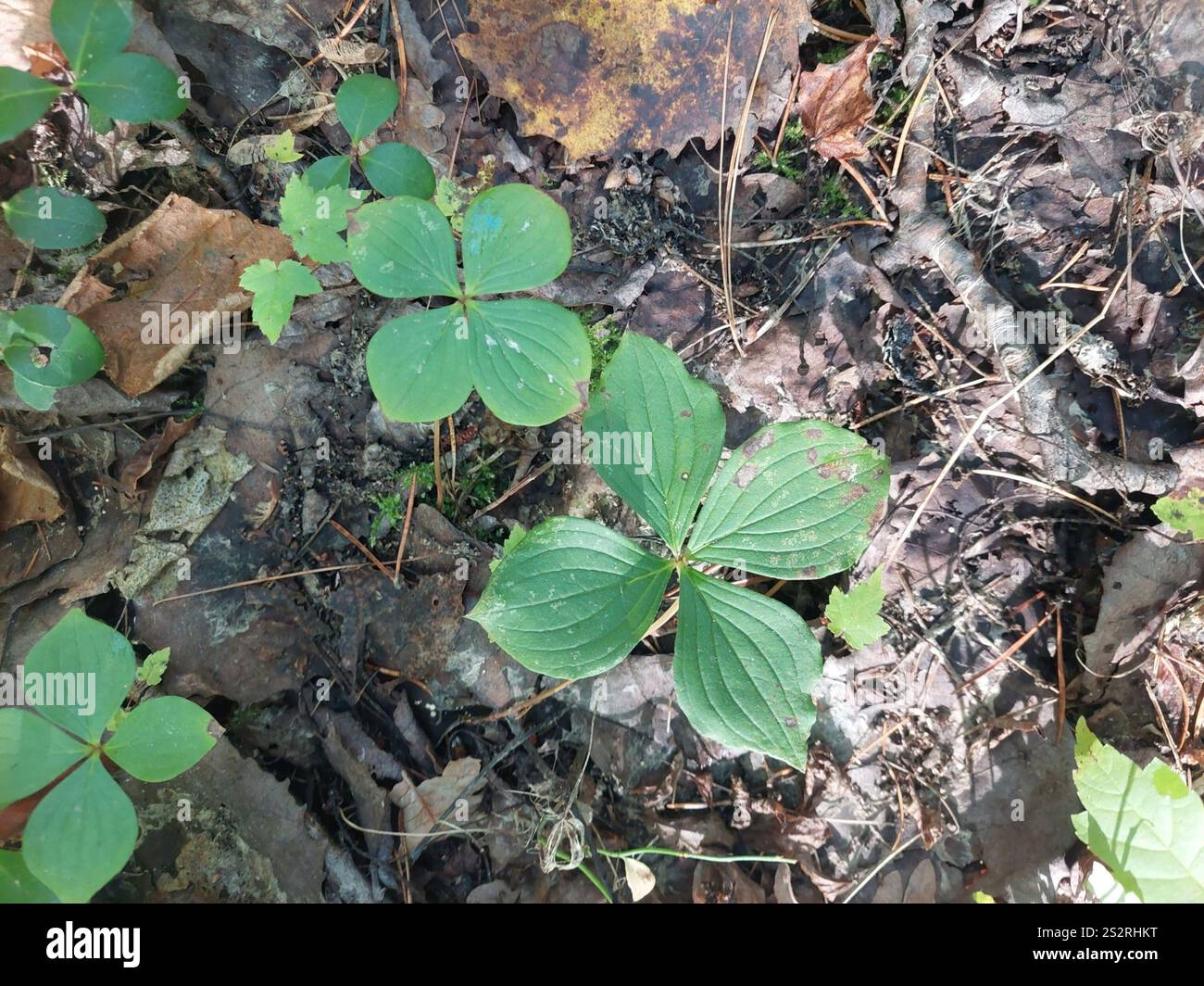 Canadian bunchberry (Cornus canadensis Stock Photo - Alamy