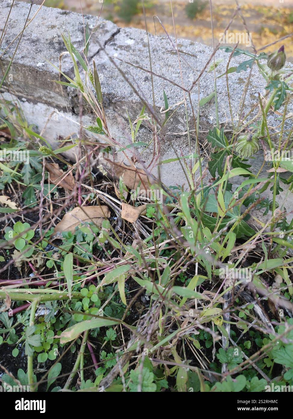 Hairy Crabgrass (Digitaria sanguinalis Stock Photo - Alamy