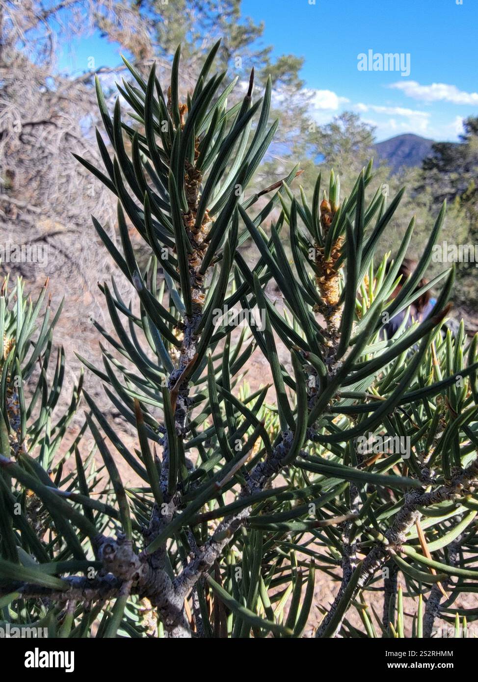 singleleaf pinyon (Pinus monophylla Stock Photo - Alamy