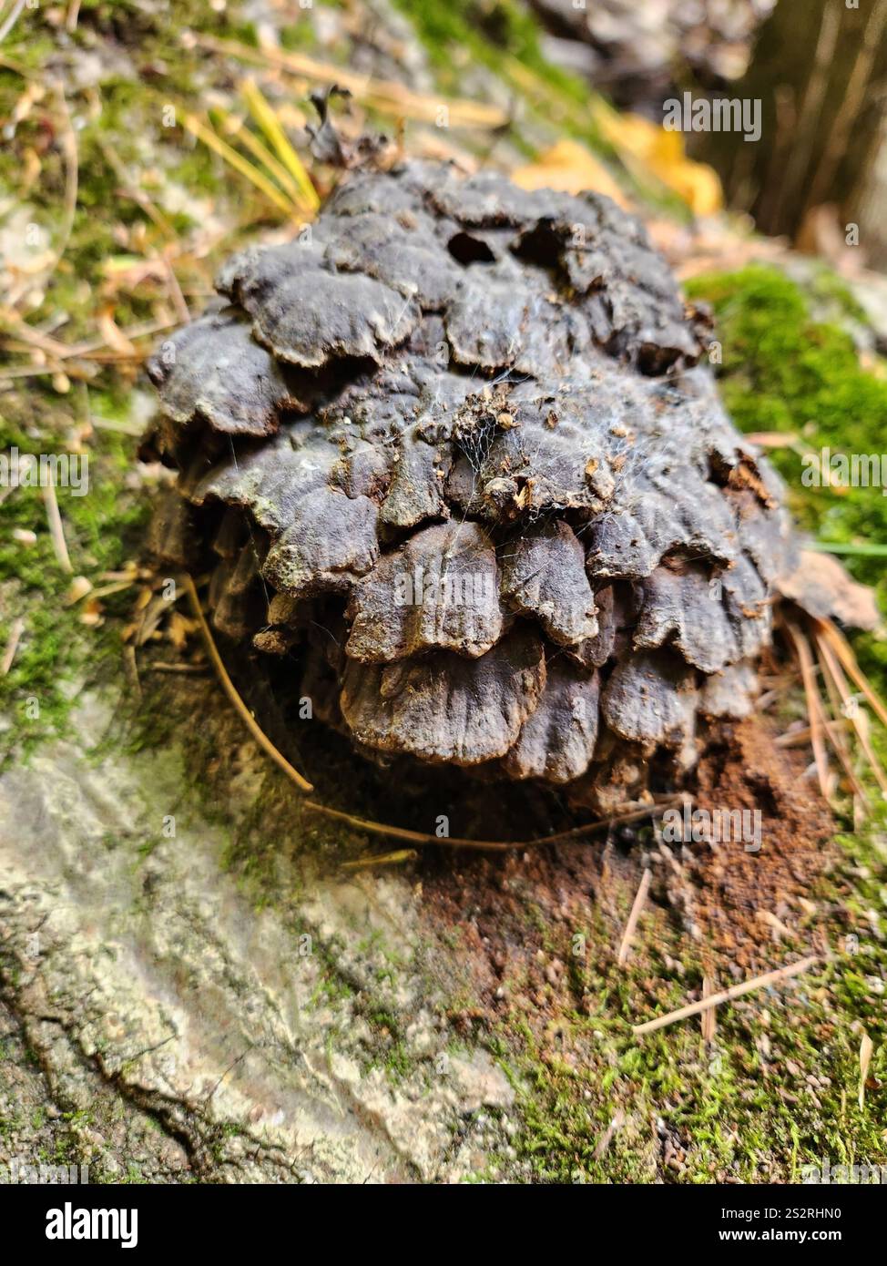 Sweet knot (Fomes graveolens Stock Photo - Alamy
