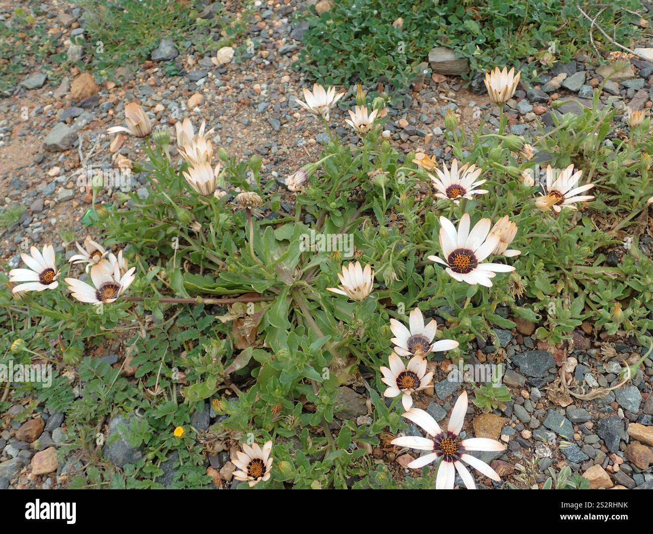 Afro-Australian daisies (Dimorphotheca Stock Photo - Alamy
