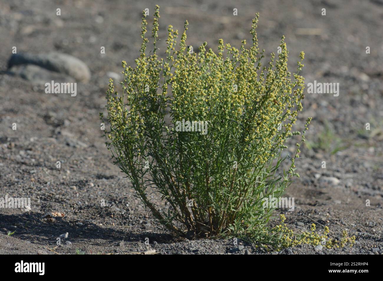 Field Sagewort (Artemisia campestris Stock Photo - Alamy