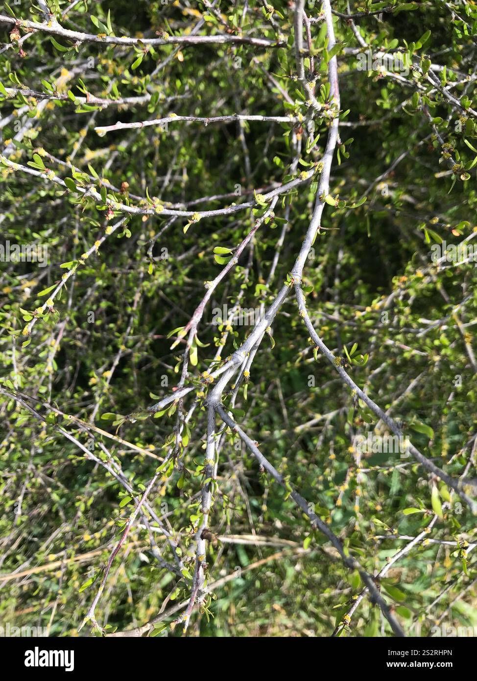 Makaka (Plagianthus divaricatus Stock Photo - Alamy