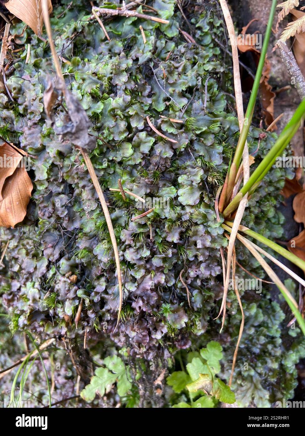 common pellia (Pellia epiphylla Stock Photo - Alamy