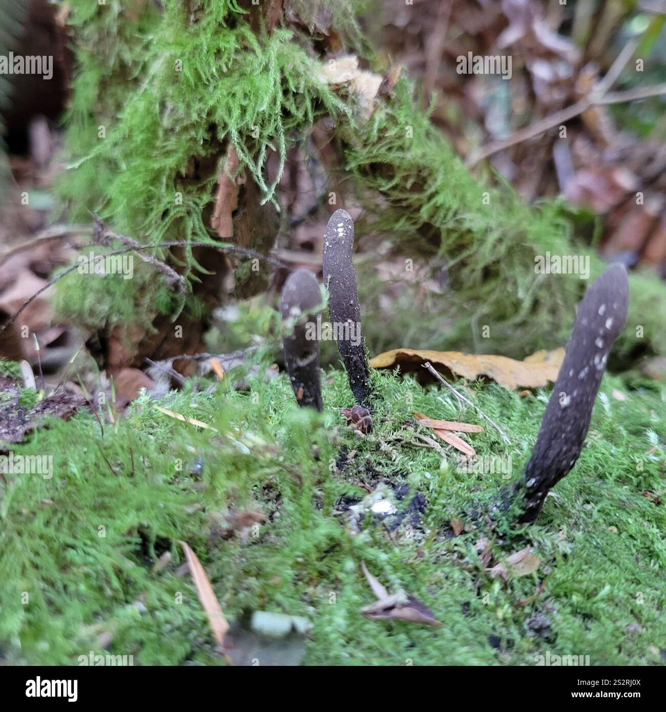 dead man's fingers (Xylaria polymorpha Stock Photo - Alamy