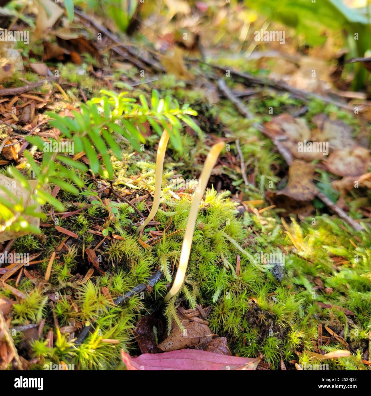 antler and spindle fungi (Clavariaceae Stock Photo - Alamy