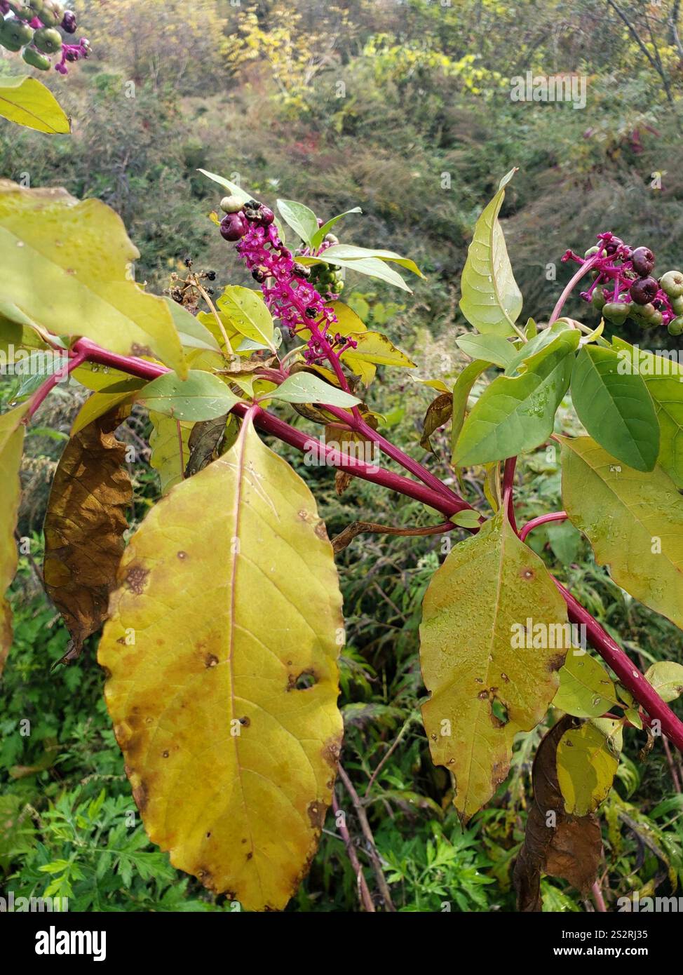American pokeweed (Phytolacca americana Stock Photo - Alamy