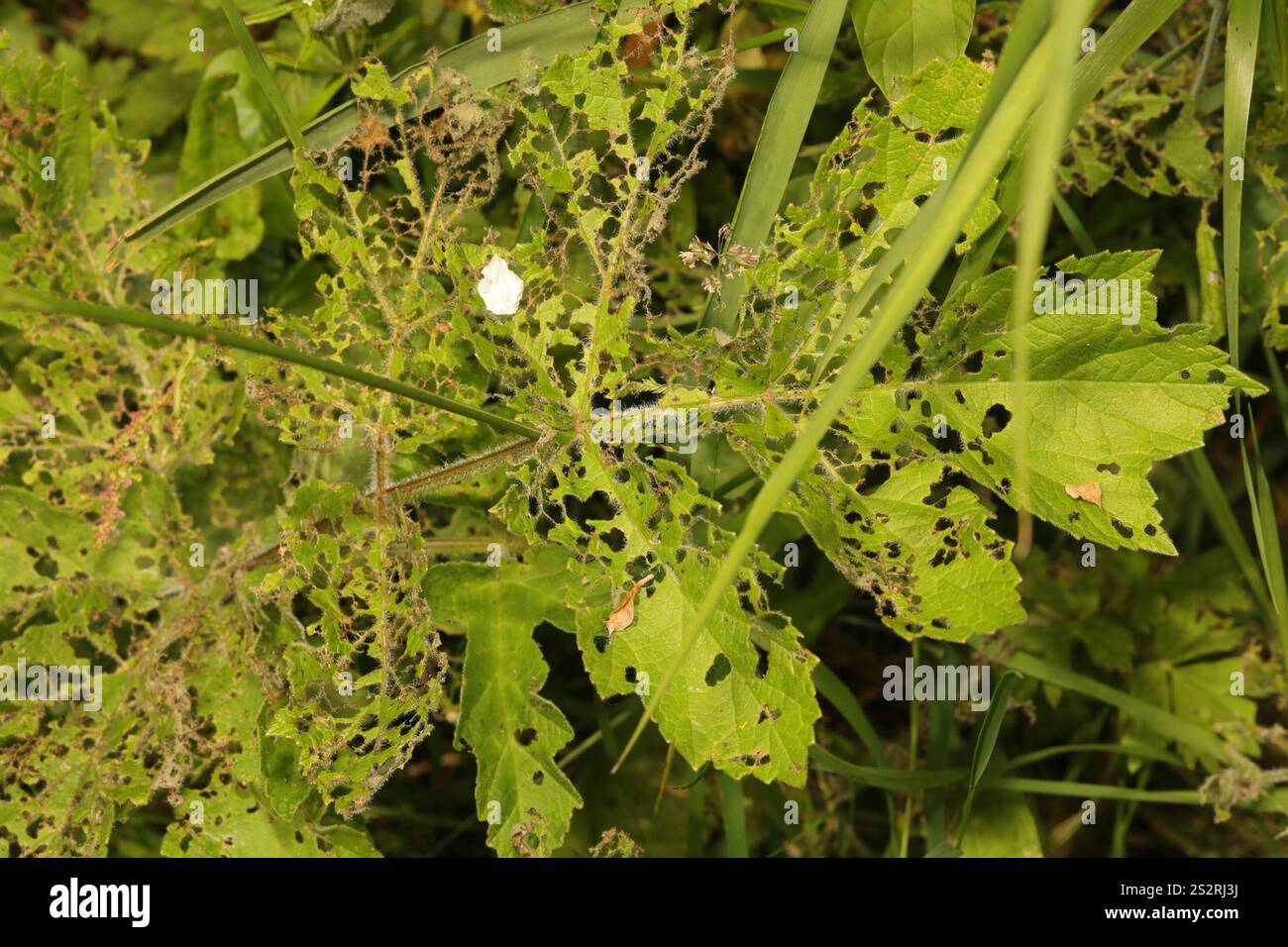 Celery leaf beetle (Phaedon tumidulus Stock Photo - Alamy