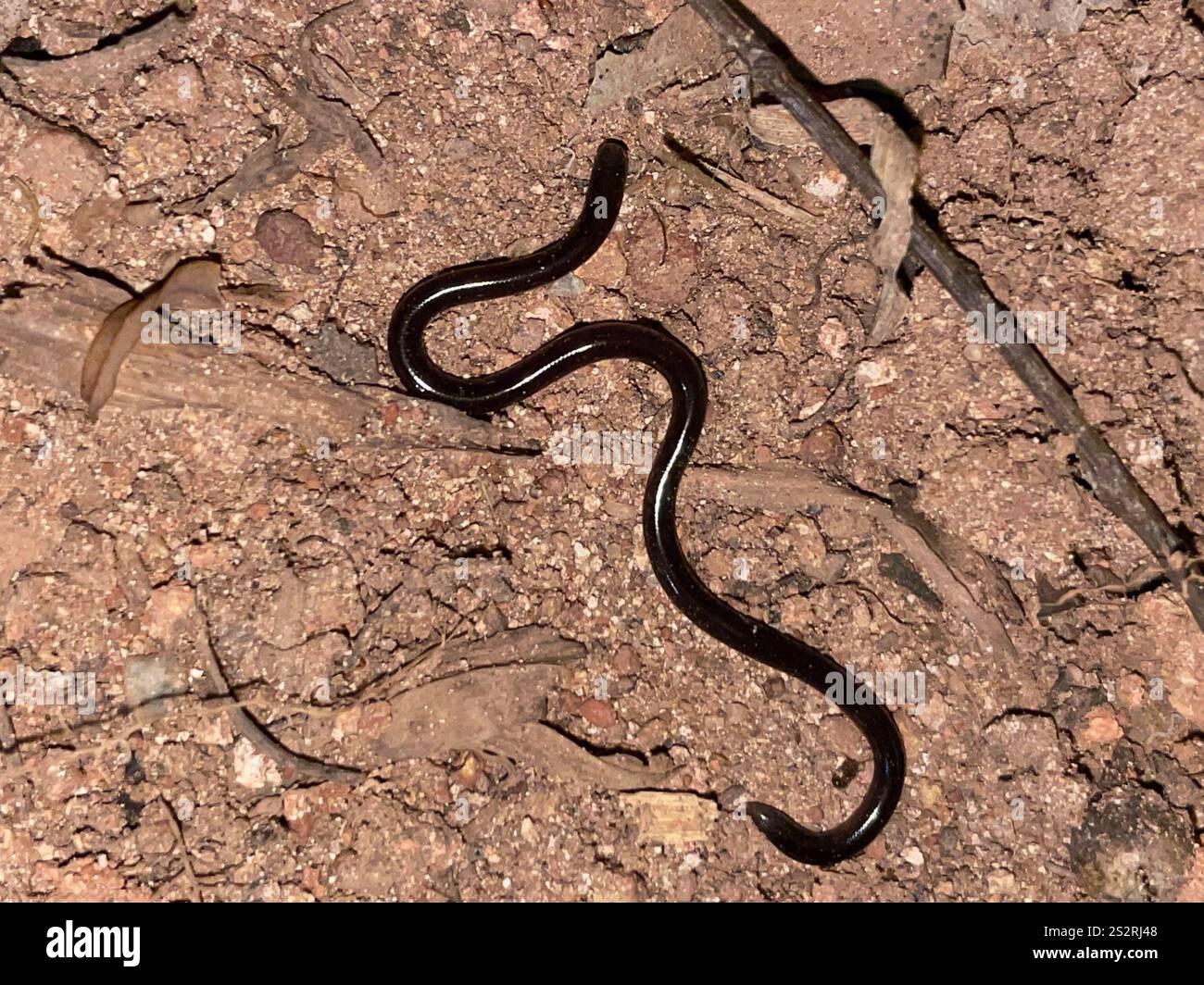Brahminy Blindsnake (Indotyphlops braminus Stock Photo - Alamy