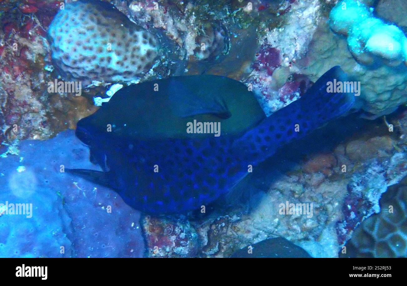Bluetail Boxfish (Ostracion cyanurus Stock Photo - Alamy