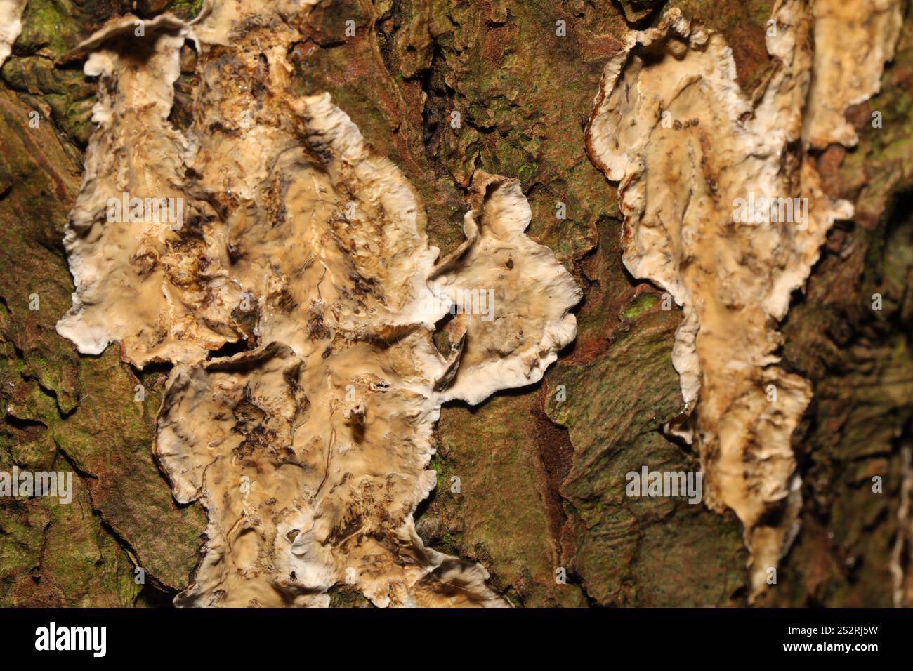 Broadleaf Bleeding-crust (Stereum rugosum Stock Photo - Alamy