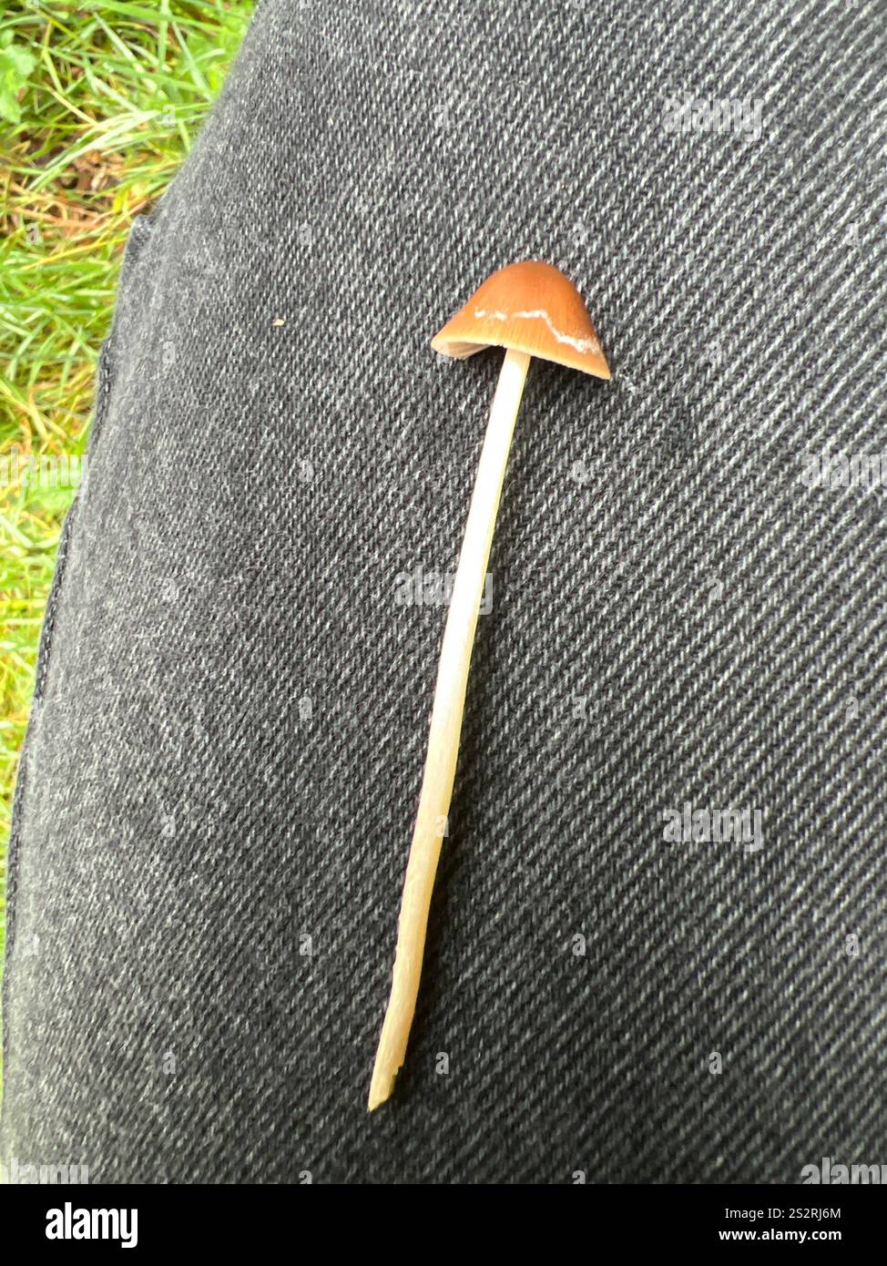 red edge brittlestem (Psathyrella corrugis Stock Photo - Alamy
