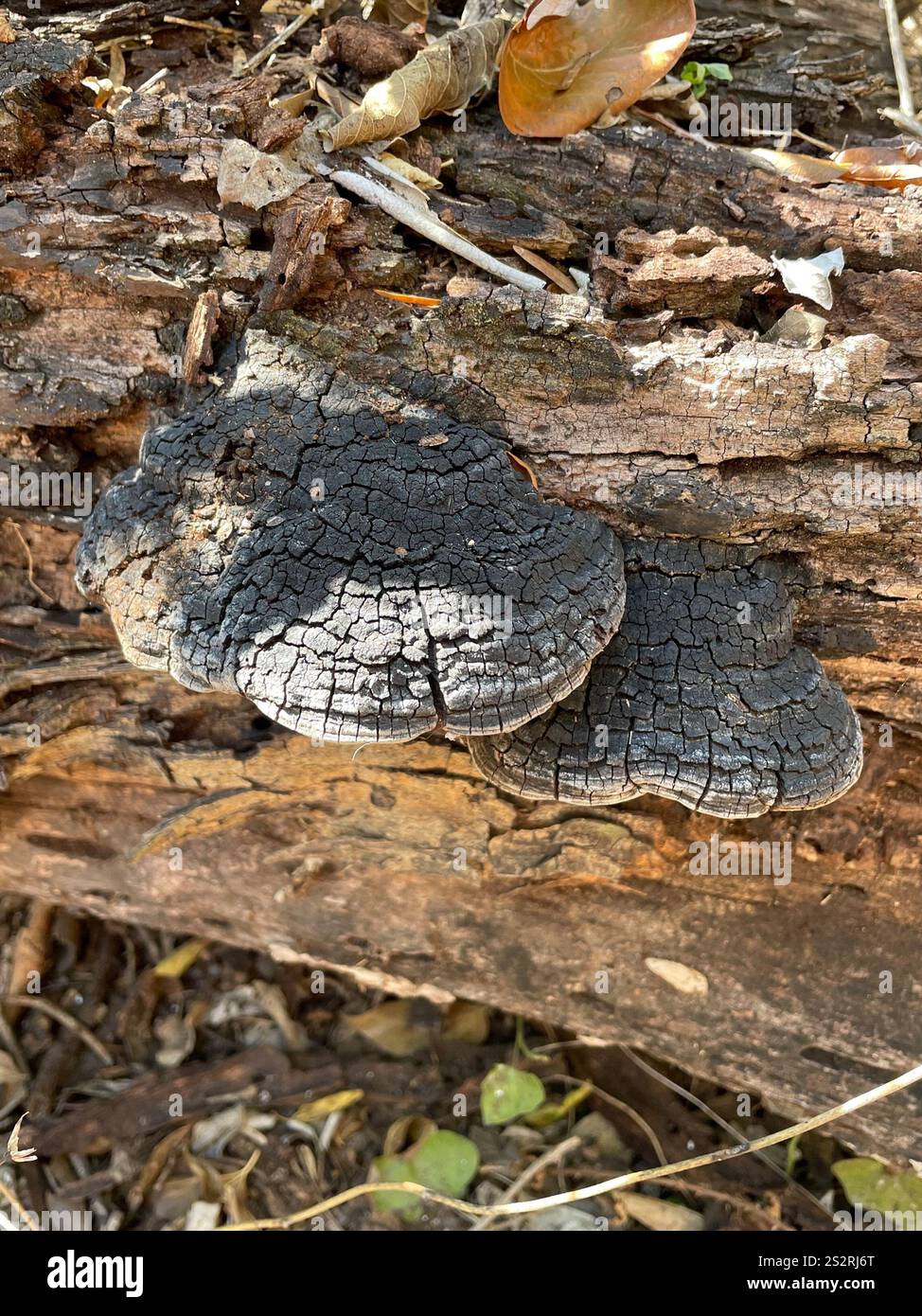 Cracked Cap Polypore (Fulvifomes robiniae Stock Photo - Alamy