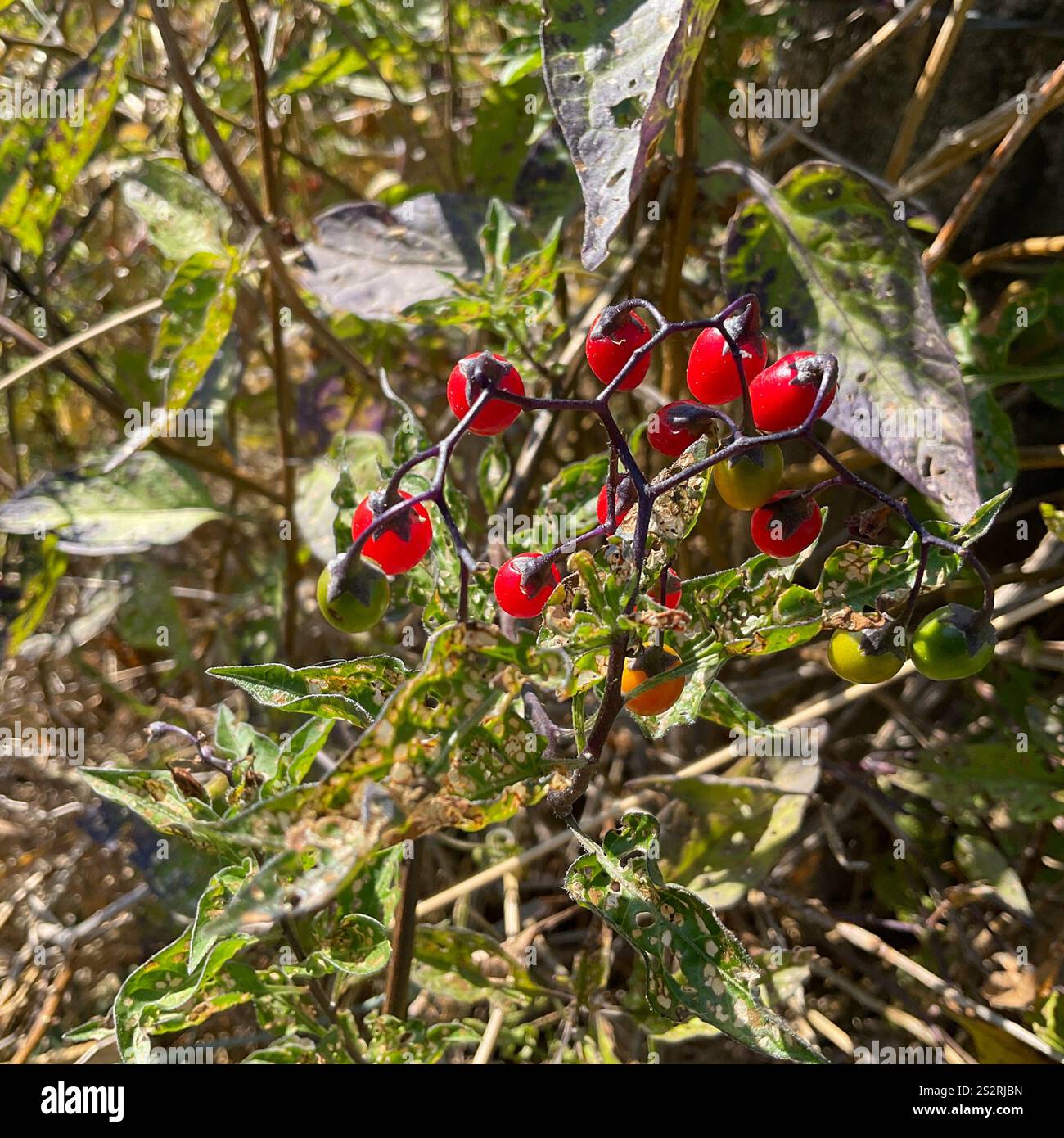 bittersweet nightshade (Solanum dulcamara Stock Photo - Alamy