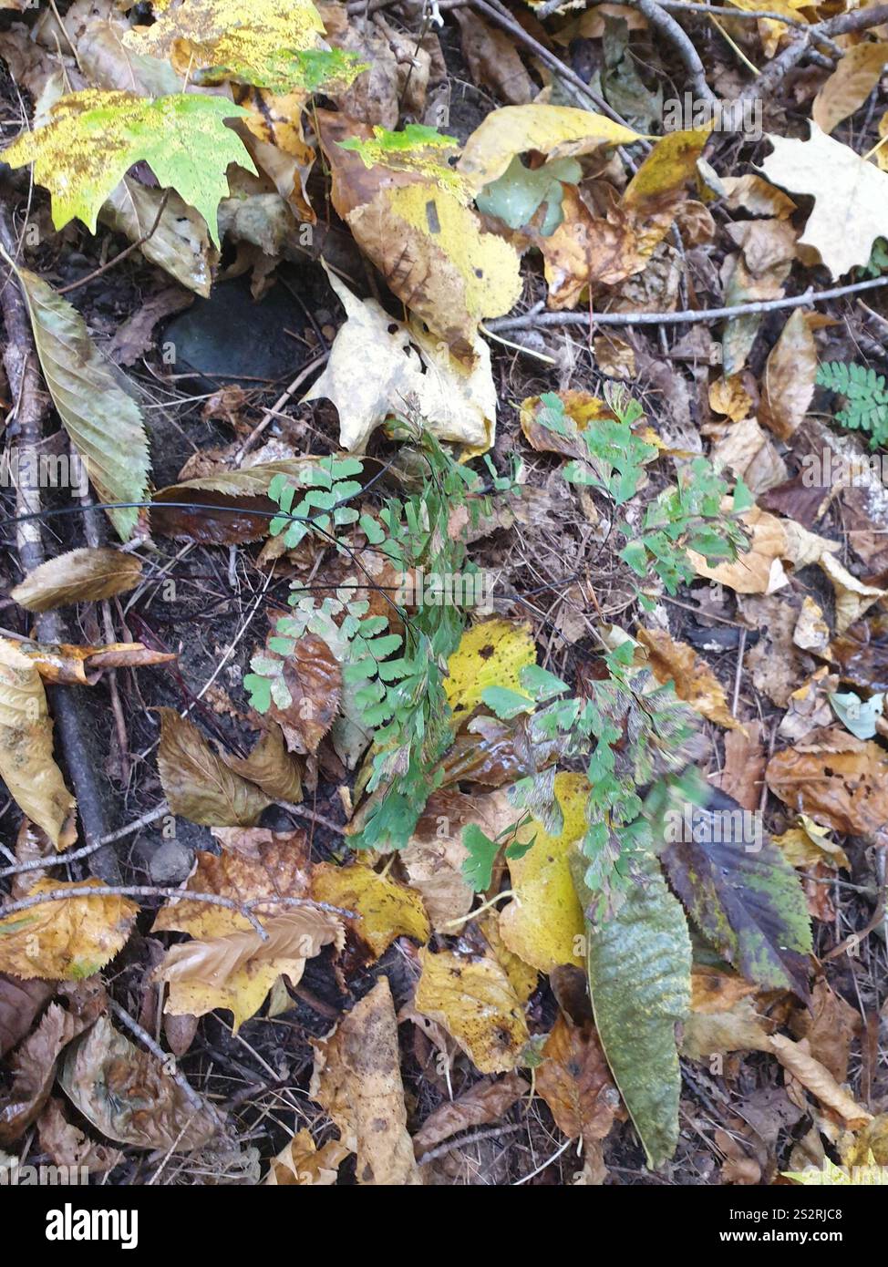 northern maidenhair fern (Adiantum pedatum Stock Photo - Alamy