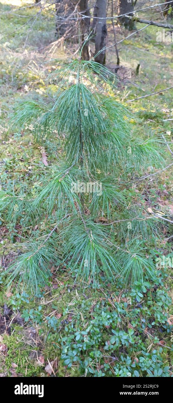Siberian pine (Pinus sibirica Stock Photo - Alamy