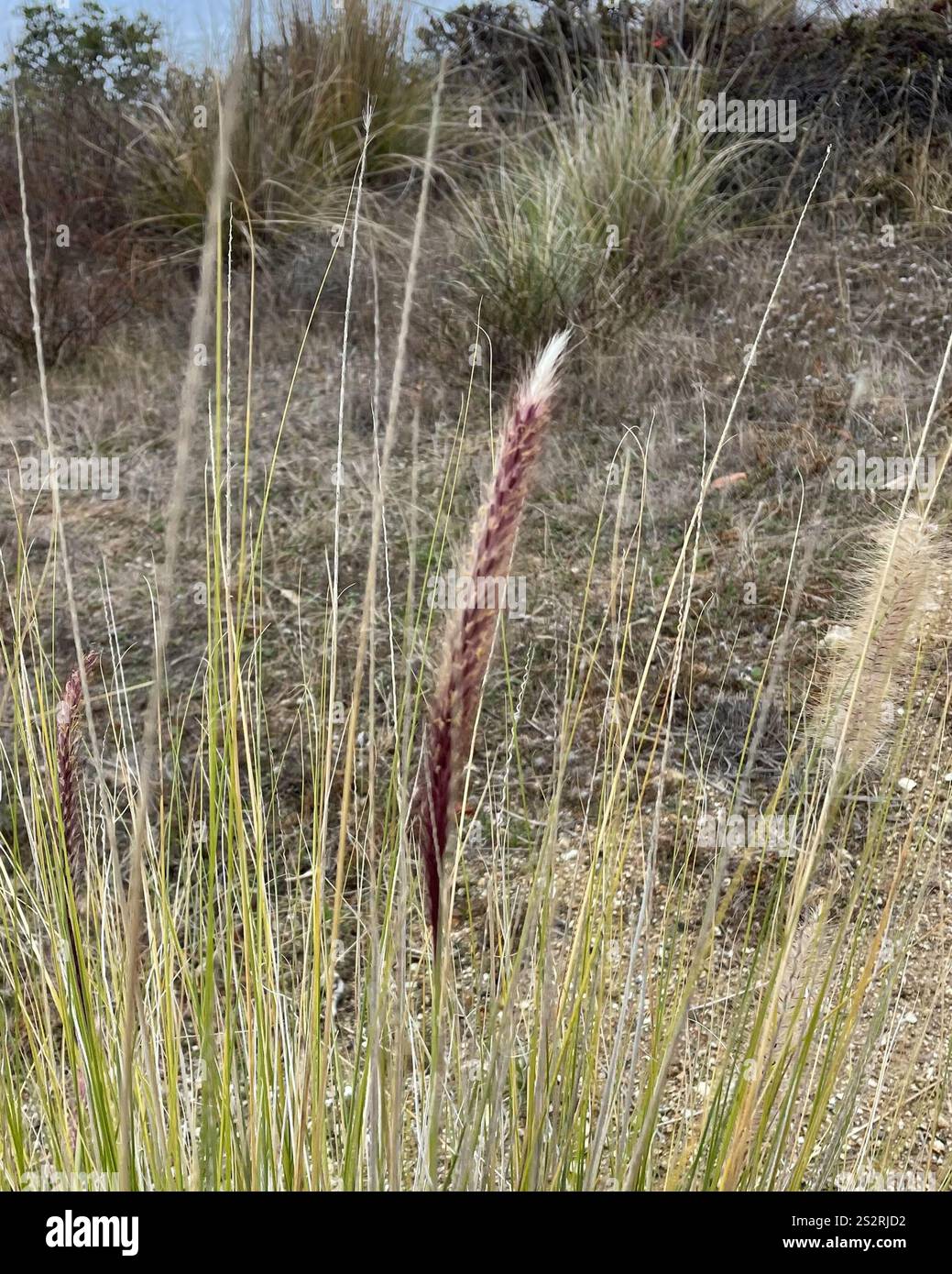 Fountain Grass (Cenchrus setaceus Stock Photo - Alamy