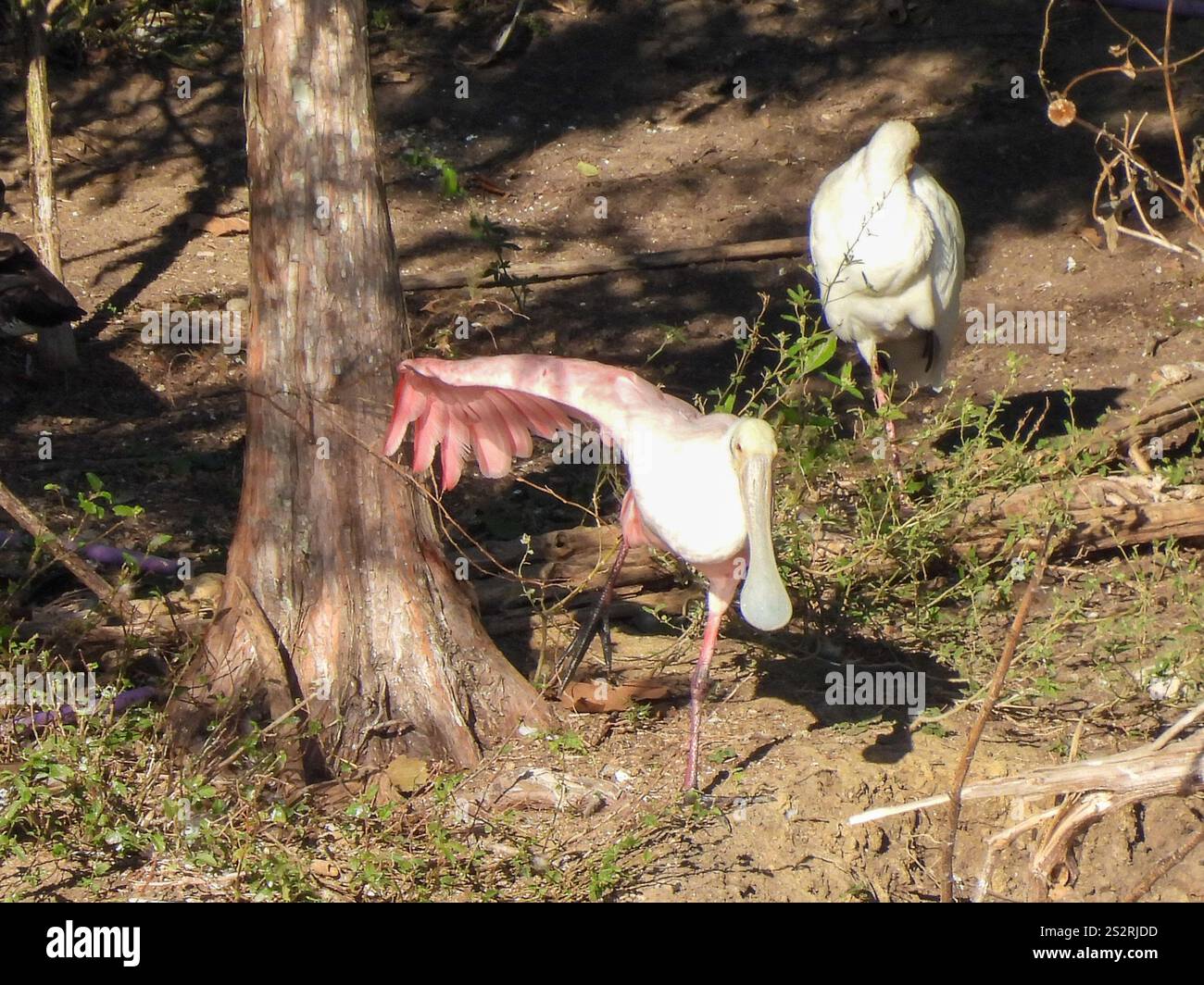 Roseate Spoonbill (Platalea ajaja Stock Photo - Alamy