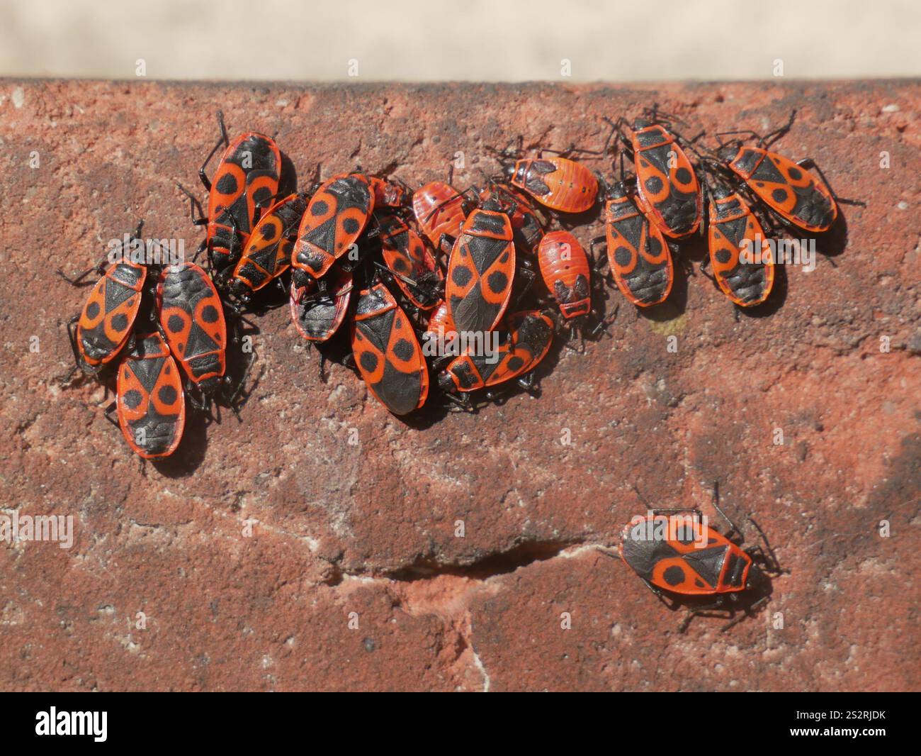 European Firebug (Pyrrhocoris apterus Stock Photo - Alamy