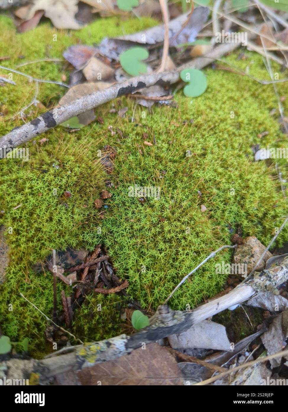 Green-tufted Stubble Moss (Weissia controversa Stock Photo - Alamy