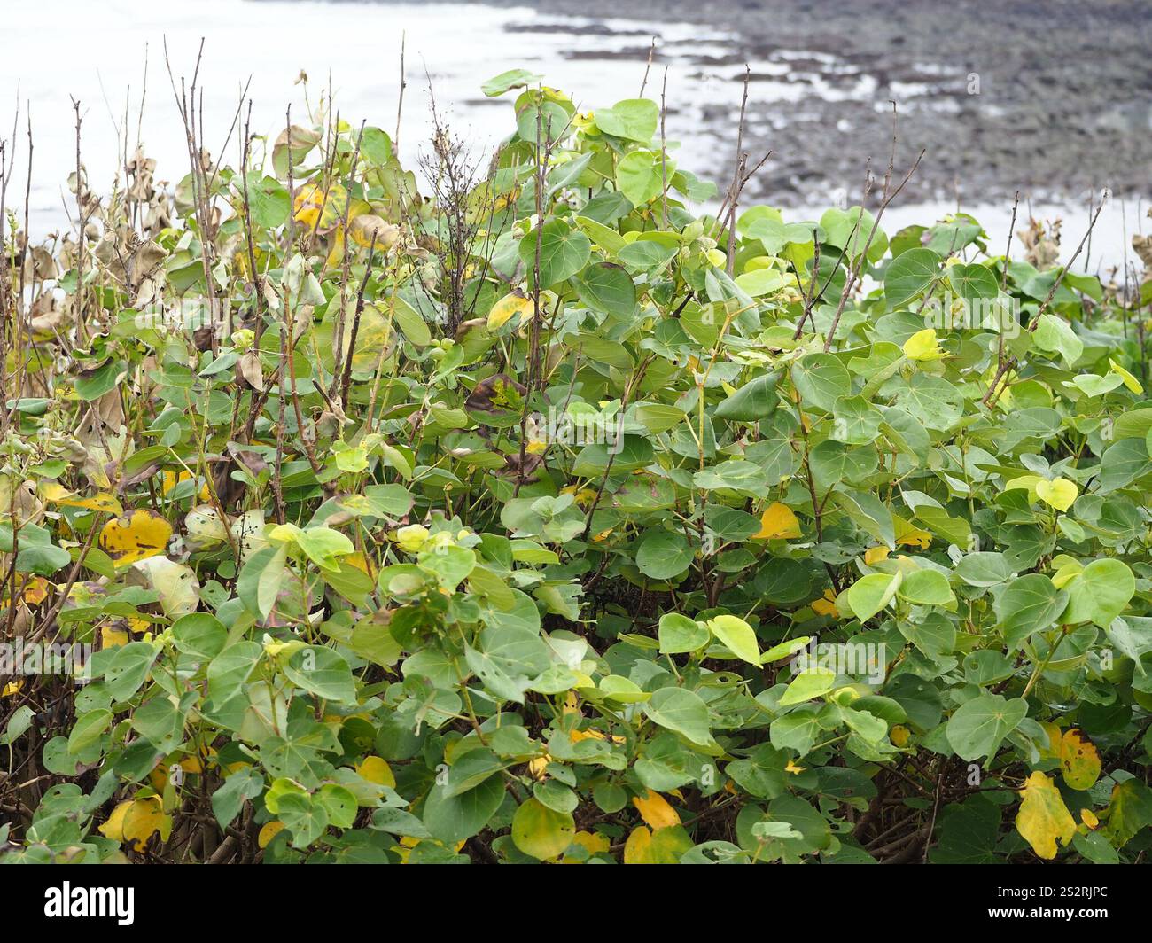 sea hibiscus (Hibiscus tiliaceus Stock Photo - Alamy
