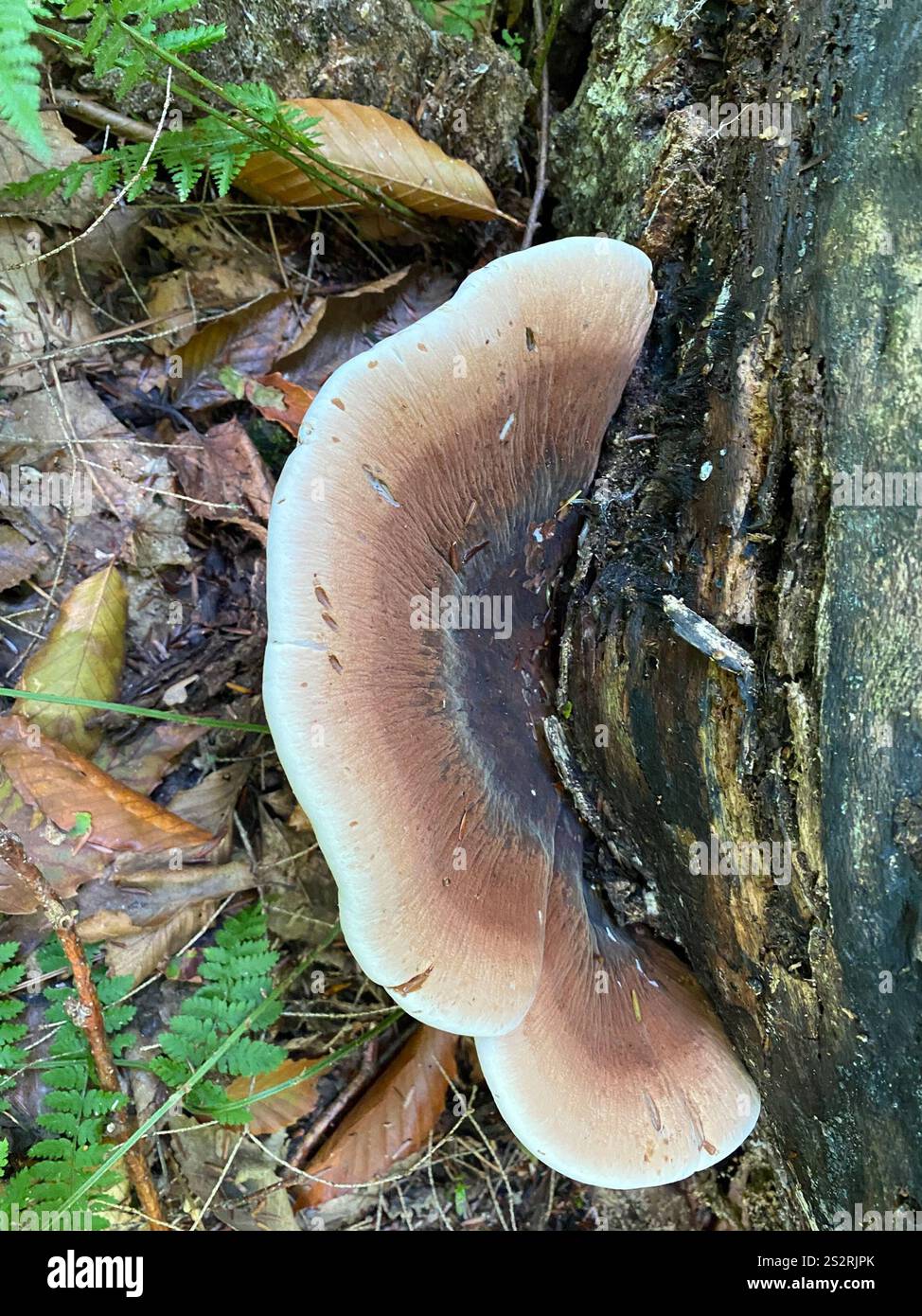 Resinous Polypore (Ischnoderma resinosum Stock Photo - Alamy