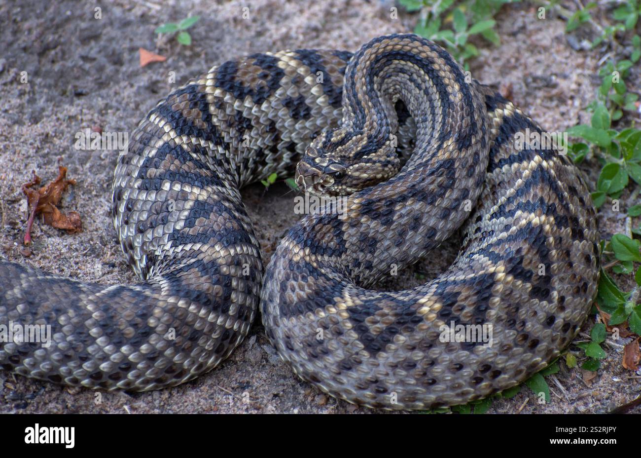 Roraima Rattlesnake (Crotalus durissus ruruima Stock Photo - Alamy
