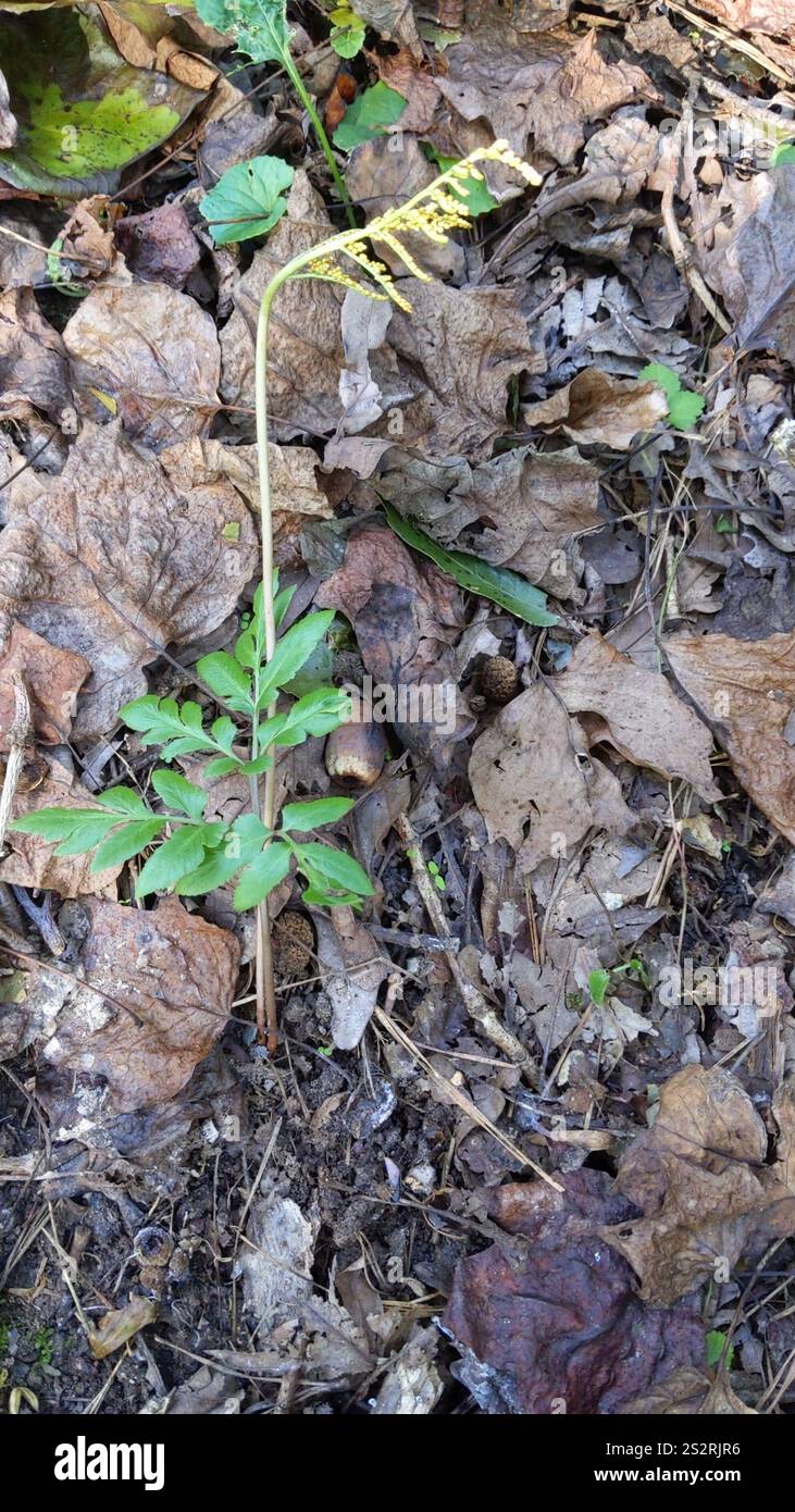 Cutleaf Grapefern (Sceptridium dissectum Stock Photo - Alamy