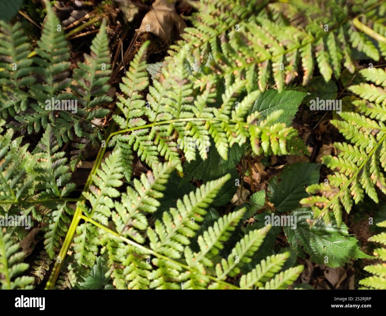 broad buckler-fern (Dryopteris dilatata Stock Photo - Alamy