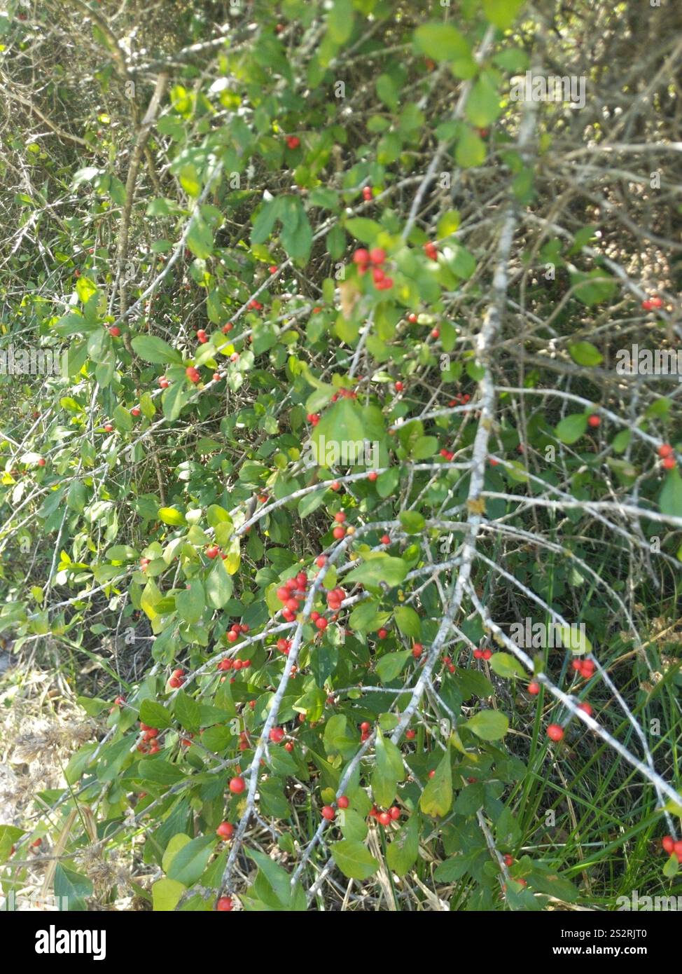 possumhaw (Ilex decidua Stock Photo - Alamy