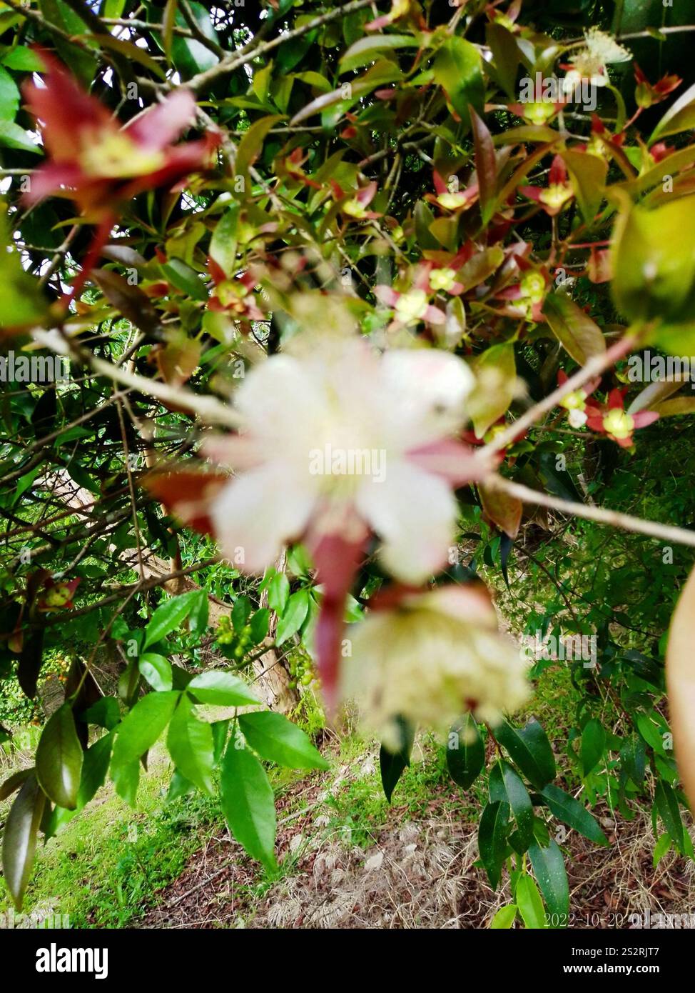 myrtle family (Myrtaceae Stock Photo - Alamy