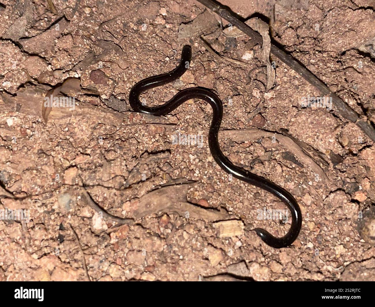 Brahminy Blindsnake (Indotyphlops braminus Stock Photo - Alamy