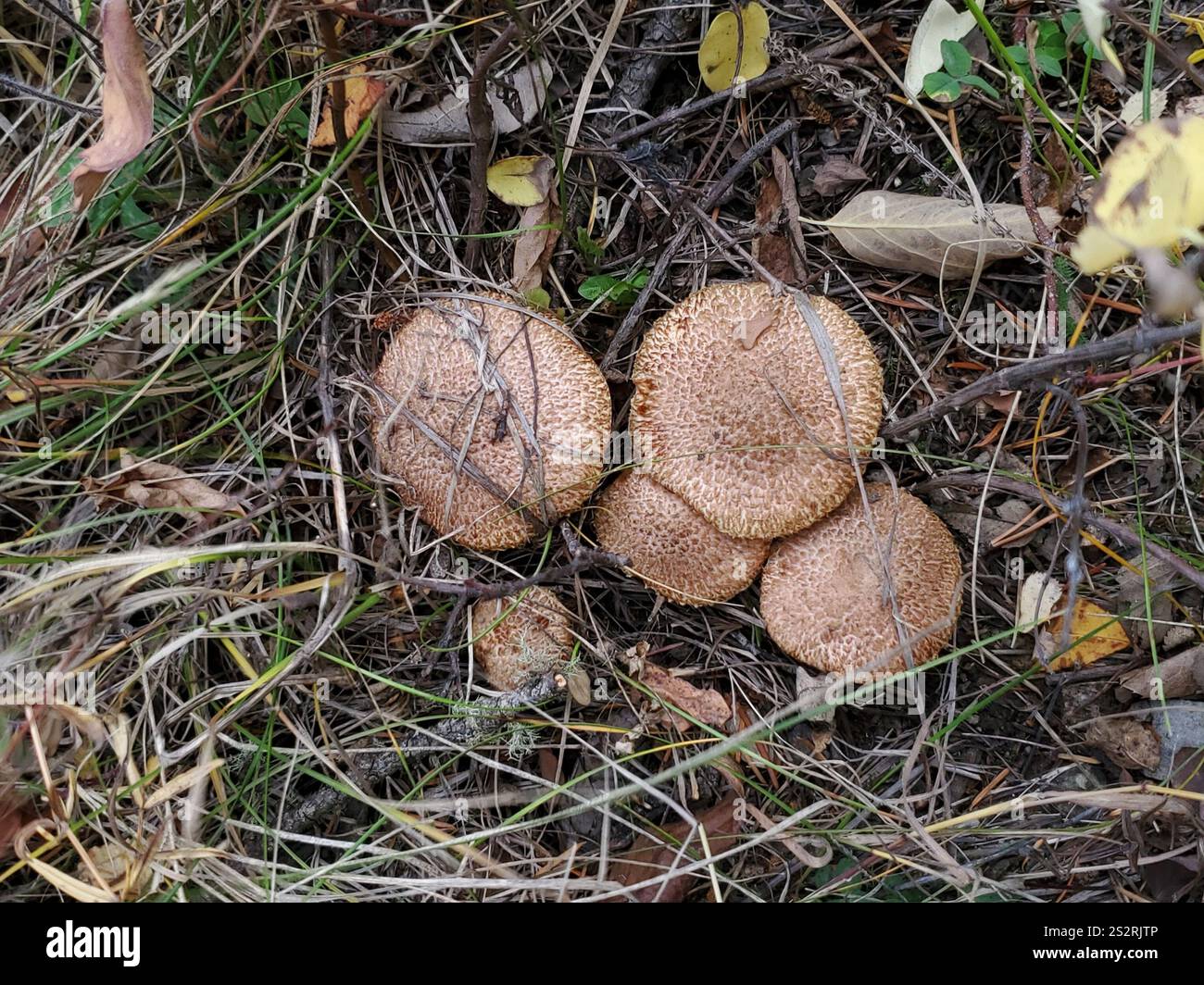 Western Painted Suillus (Suillus lakei Stock Photo - Alamy