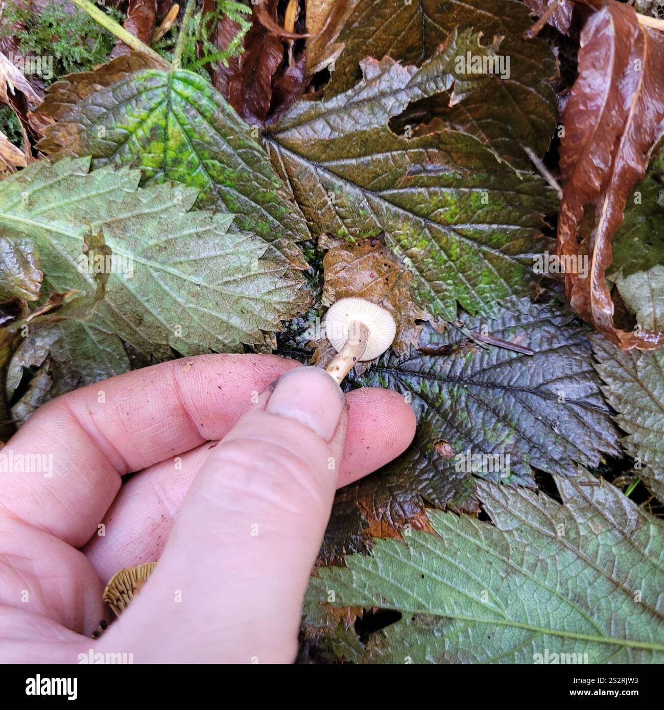 Velvety Milk Cap (Lactarius fallax Stock Photo - Alamy
