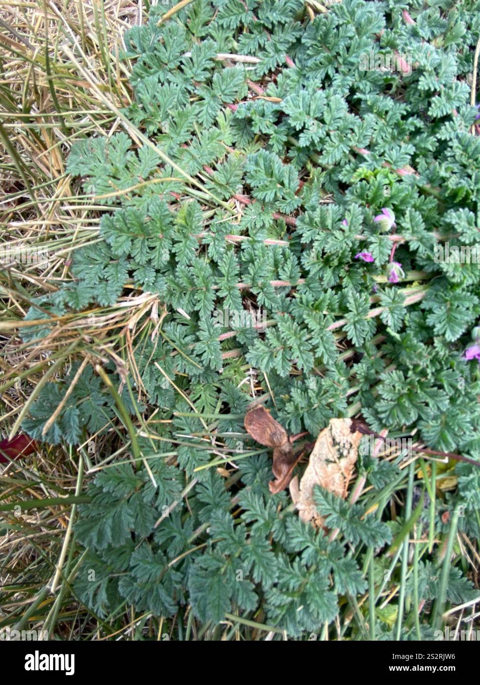 Redstem Stork's-bill (Erodium cicutarium Stock Photo - Alamy