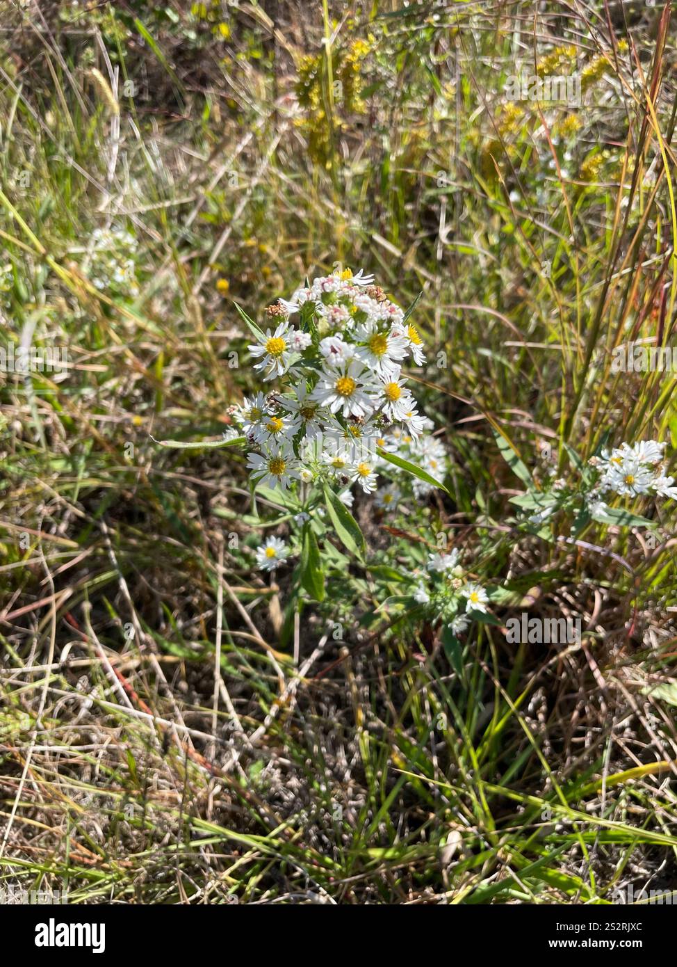 hairy white oldfield aster (Symphyotrichum pilosum Stock Photo - Alamy