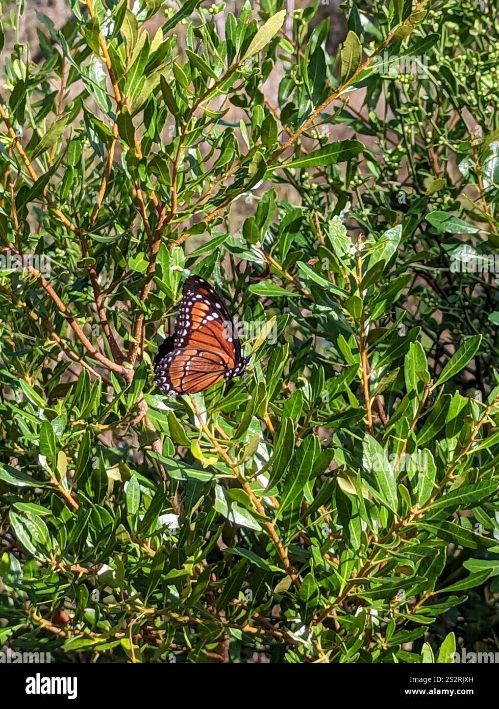 Viceroy (Limenitis archippus Stock Photo - Alamy