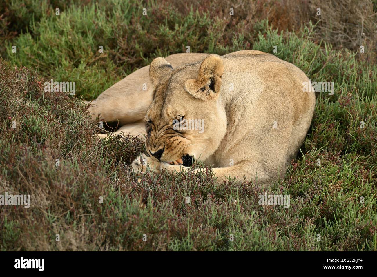 Iconic African Lioness laying down on the grass - safari Stock Photo ...