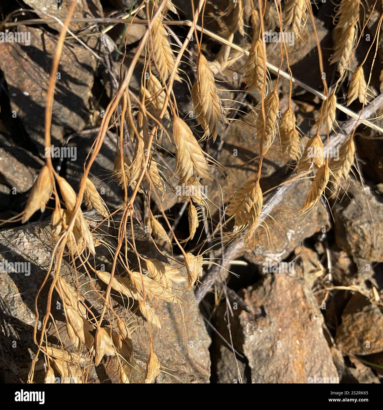 Japanese brome (Bromus japonicus Stock Photo - Alamy
