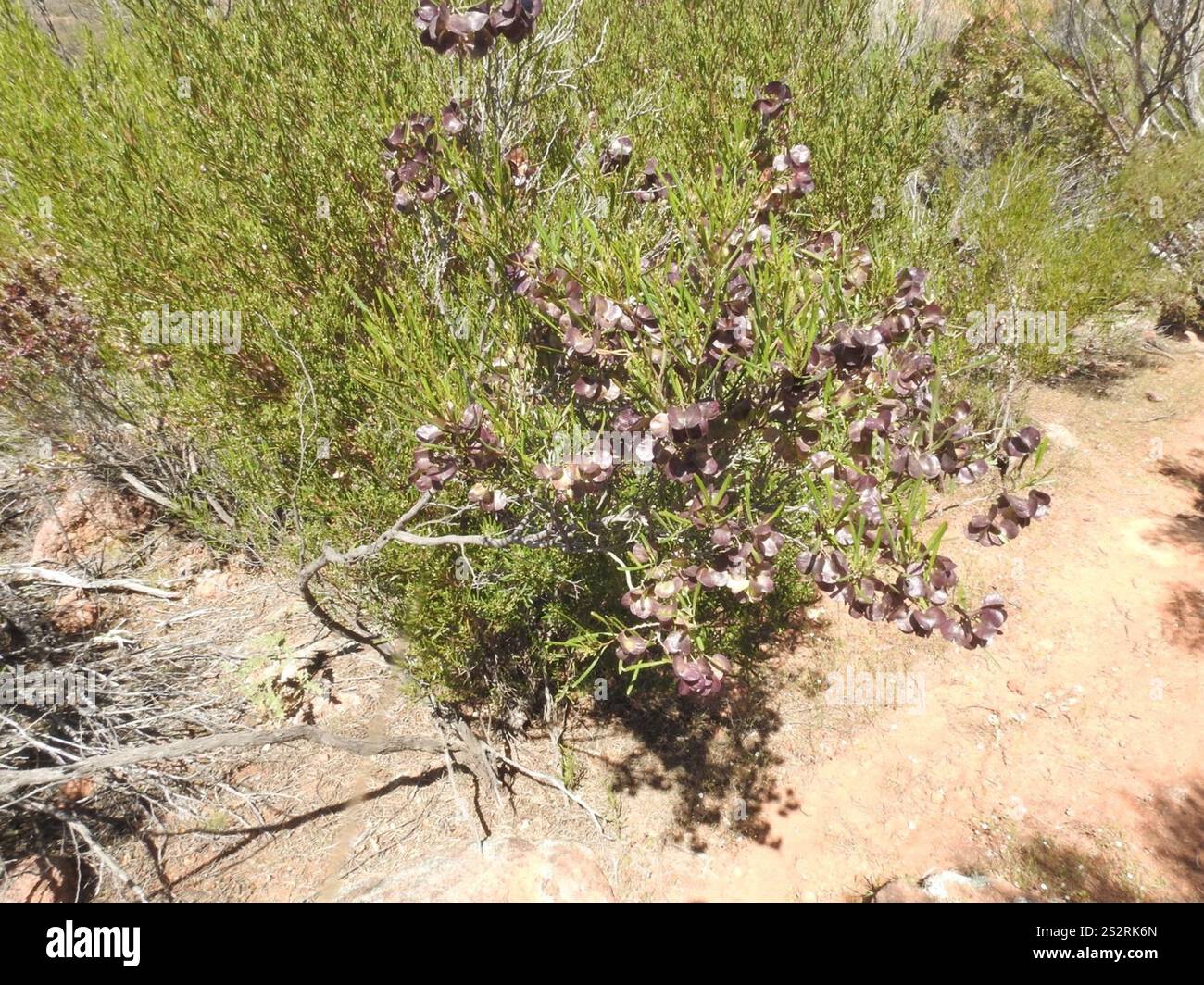 Narrow-leaf Hop-bush (Dodonaea viscosa angustissima Stock Photo - Alamy