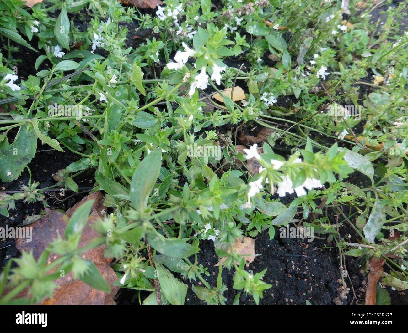 Annual Yellow-woundwort (Stachys annua Stock Photo - Alamy