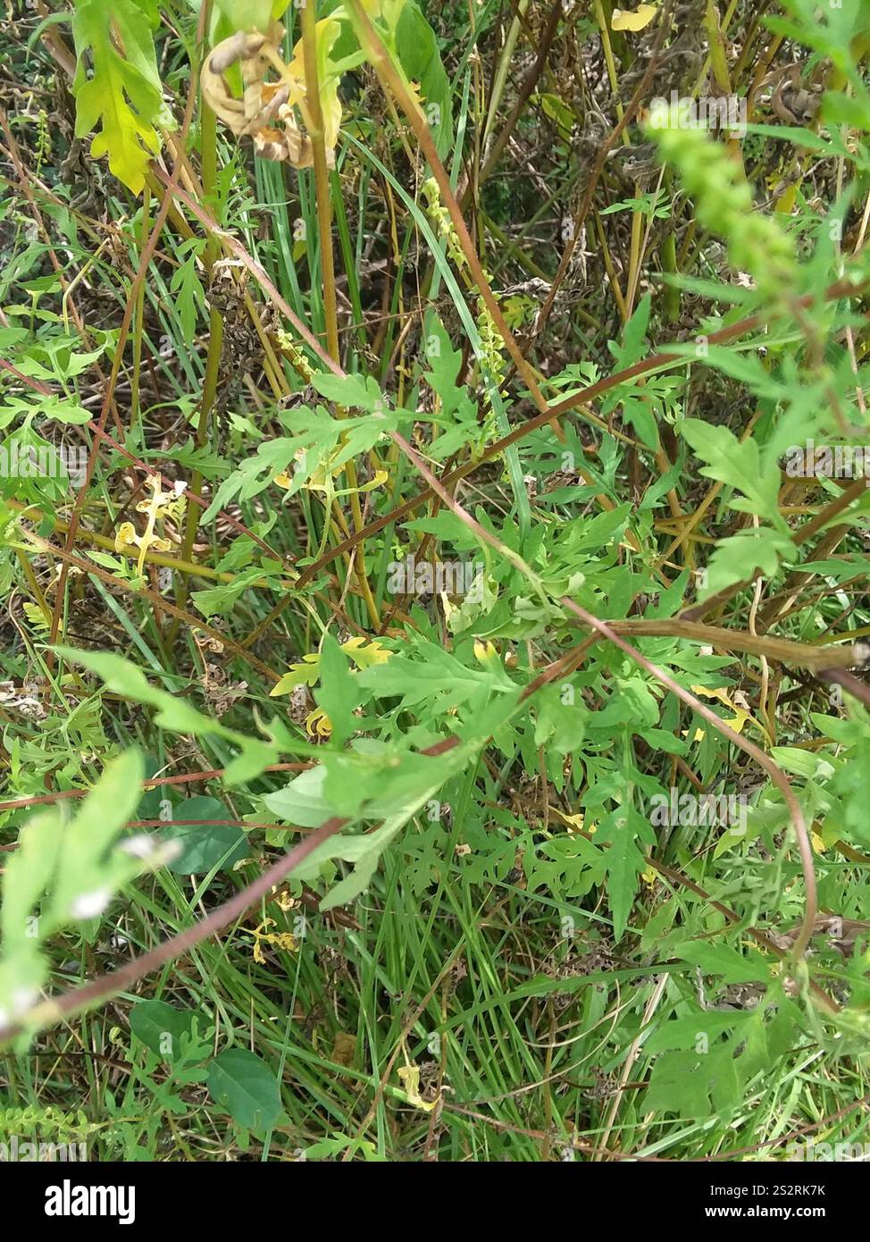 common ragweed (Ambrosia artemisiifolia Stock Photo - Alamy