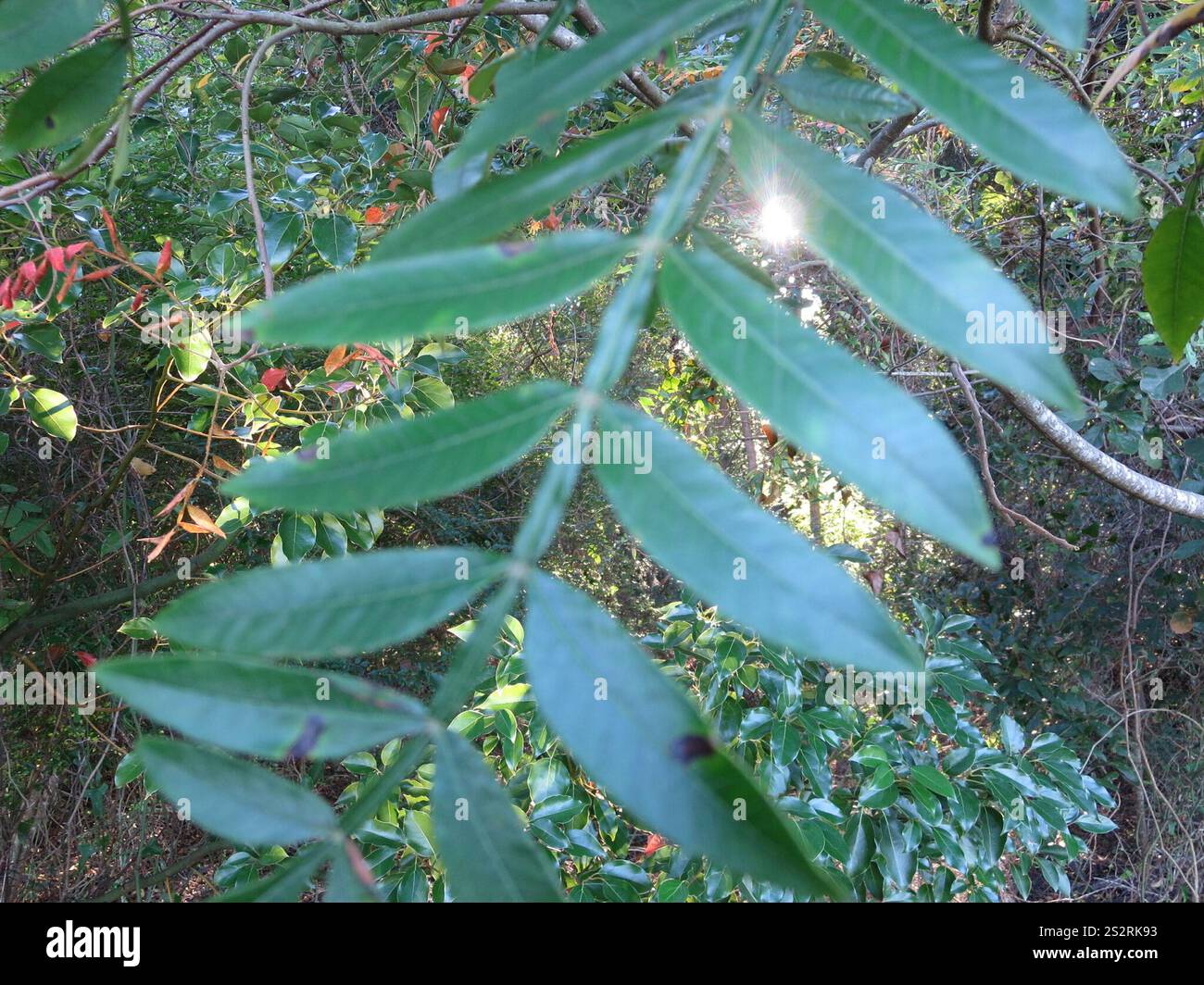 shining sumac (Rhus copallinum Stock Photo - Alamy