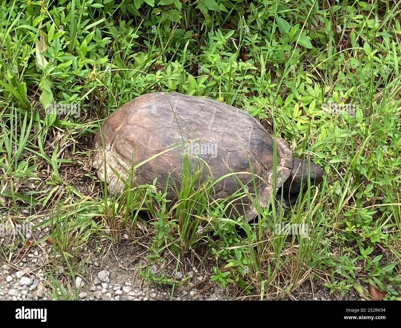 Gopher Tortoise (Gopherus polyphemus Stock Photo - Alamy