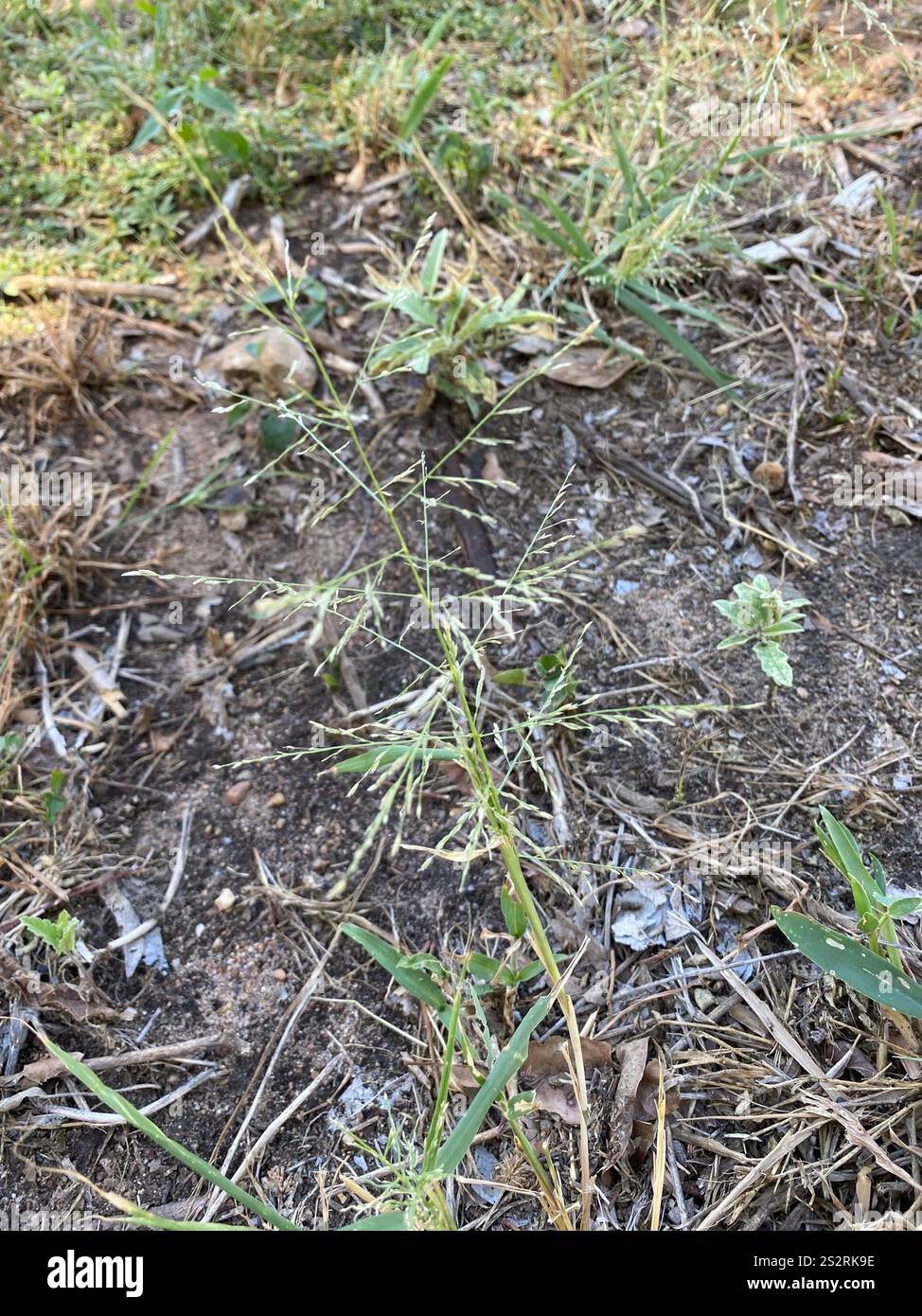 Gummy Lovegrass (Eragrostis curtipedicellata Stock Photo - Alamy