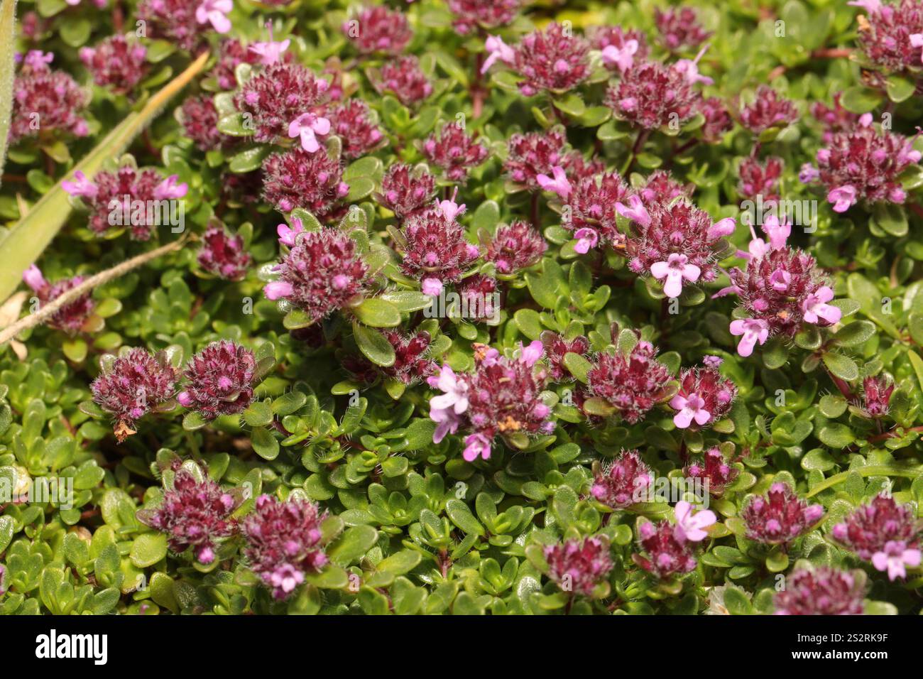 Mother of Thyme (Thymus praecox Stock Photo - Alamy