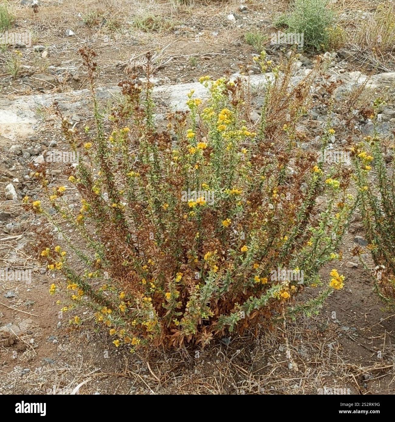 Coastal Goldenbush (Isocoma menziesii Stock Photo - Alamy