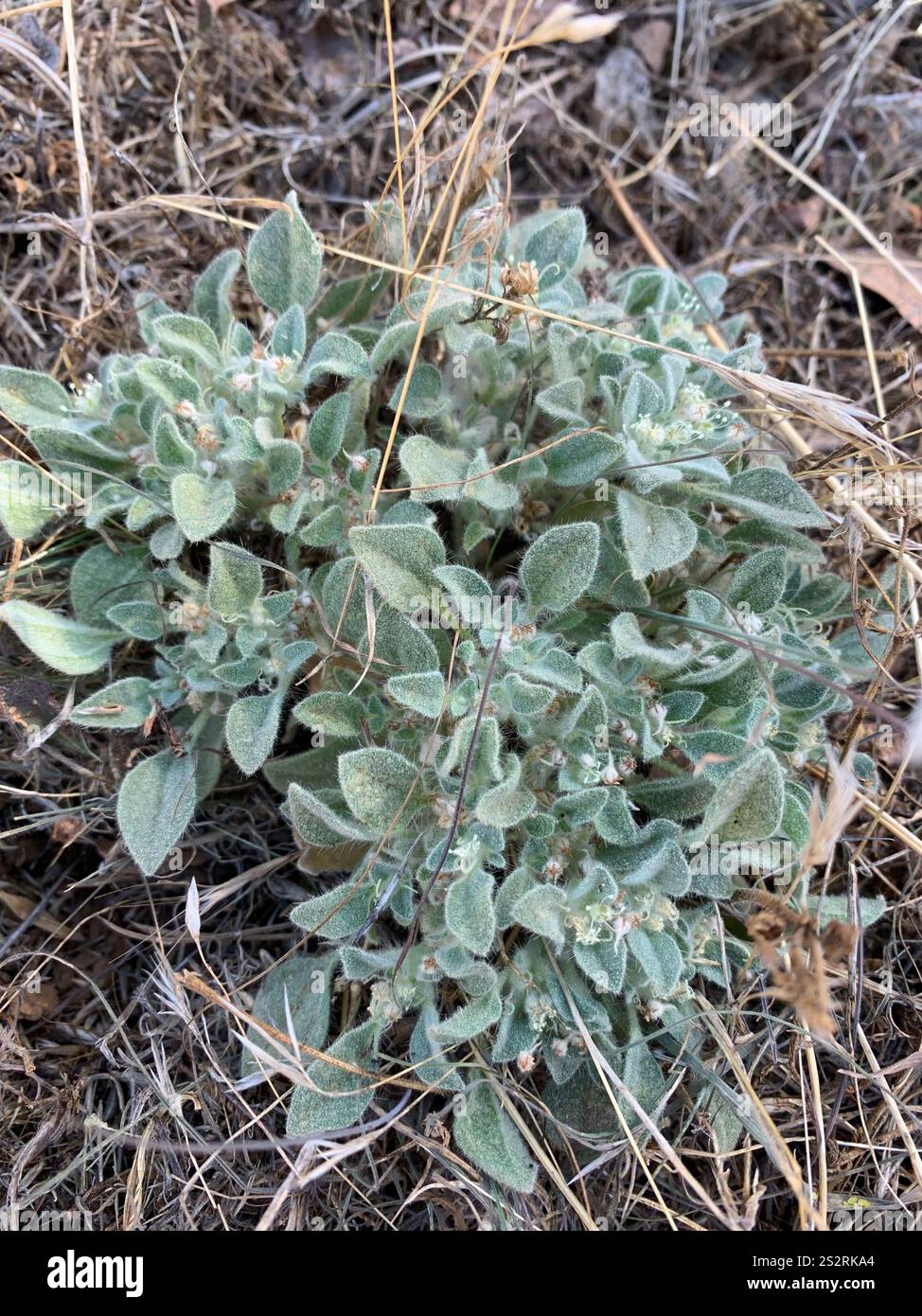 turkey mullein (Croton setiger Stock Photo - Alamy