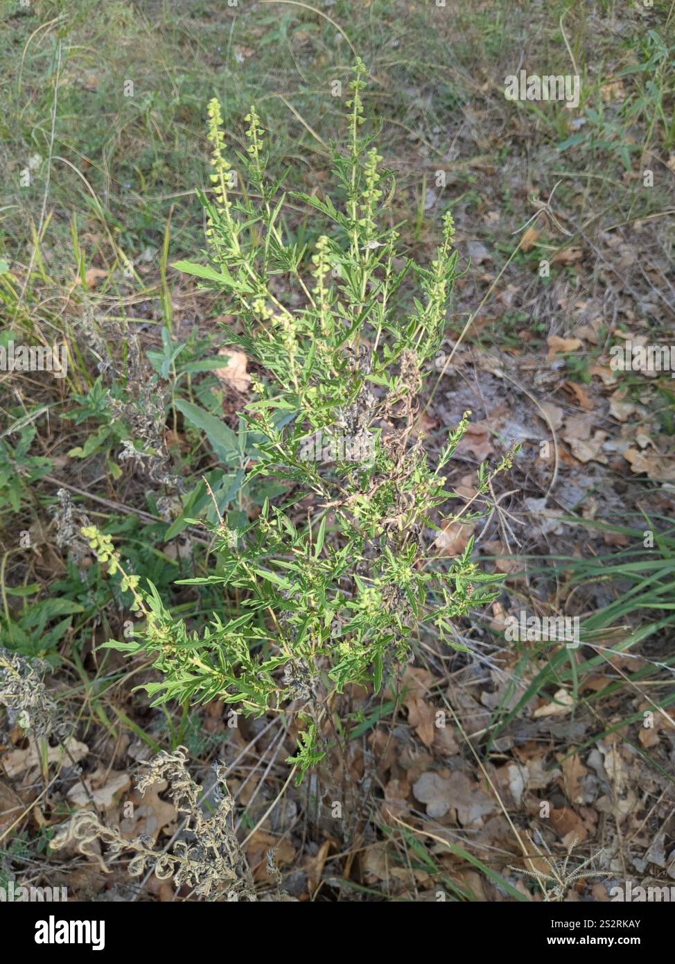 western ragweed (Ambrosia psilostachya Stock Photo - Alamy